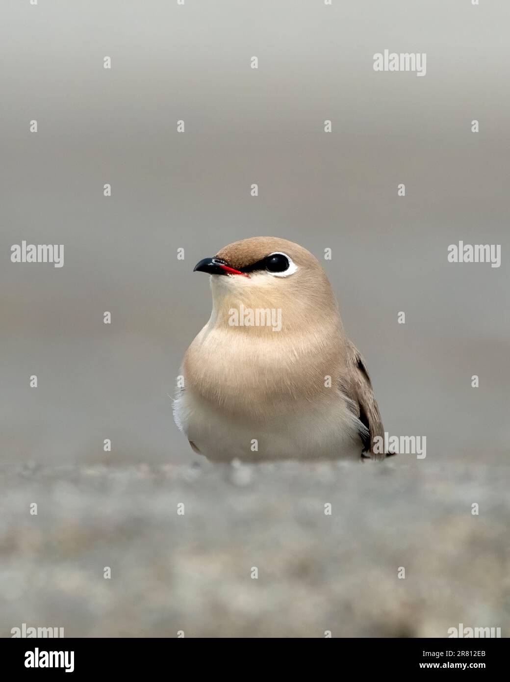 Small pratincole, little pratincole, or small Indian pratincole ...