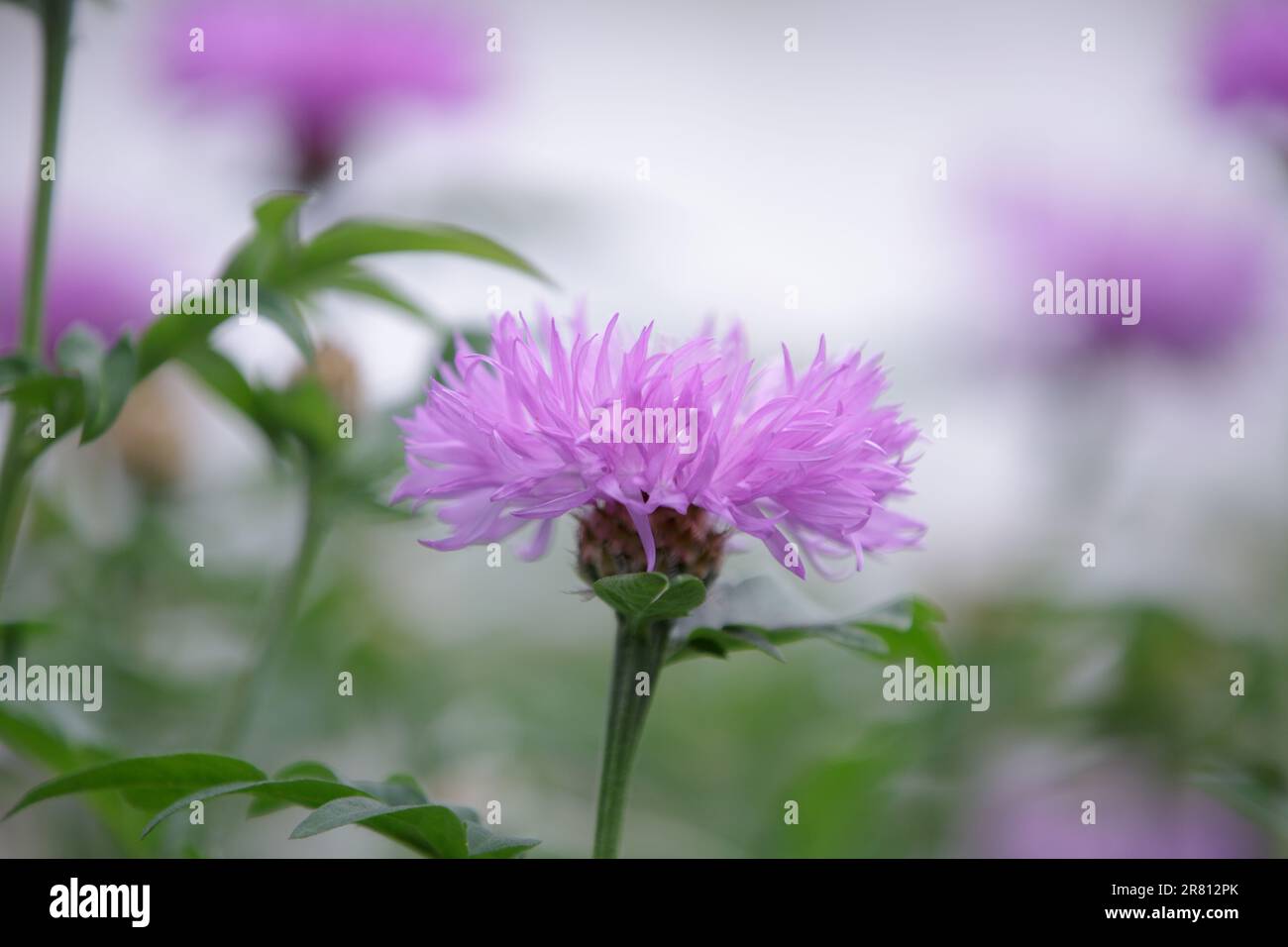 Whitewash cornflower centaurea dealbata hi-res stock photography and ...