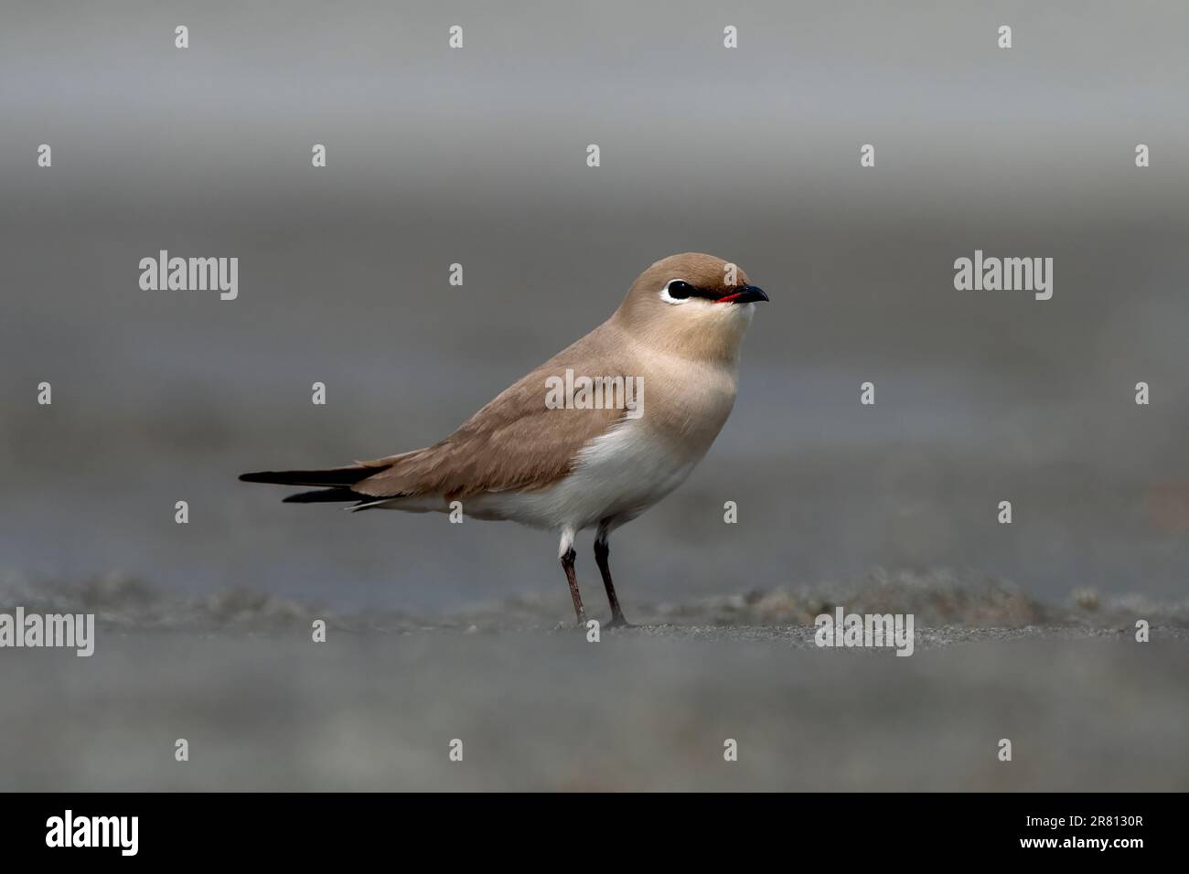 Small pratincole, little pratincole, or small Indian pratincole ...