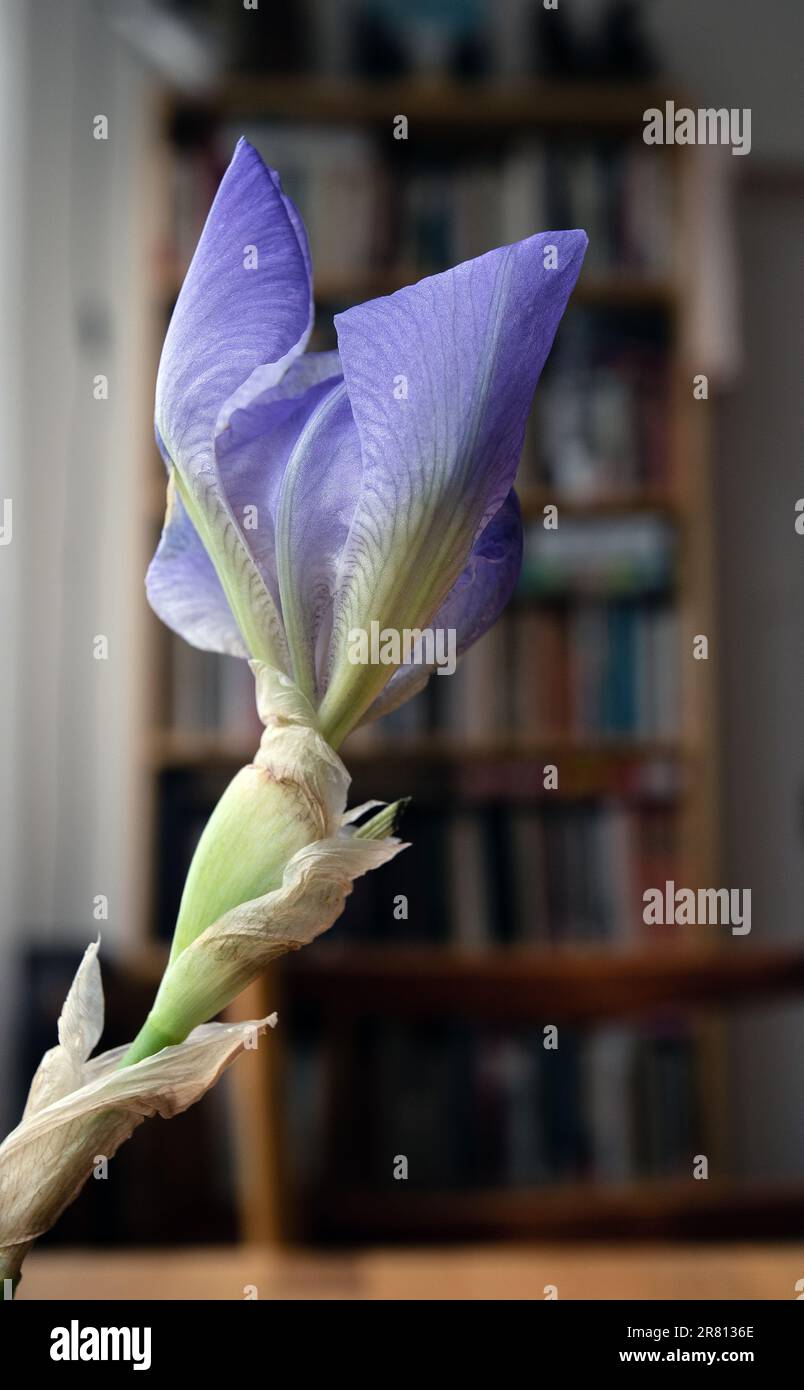 Iris flower bud in vase inside apartment , june sweden Stock Photo - Alamy