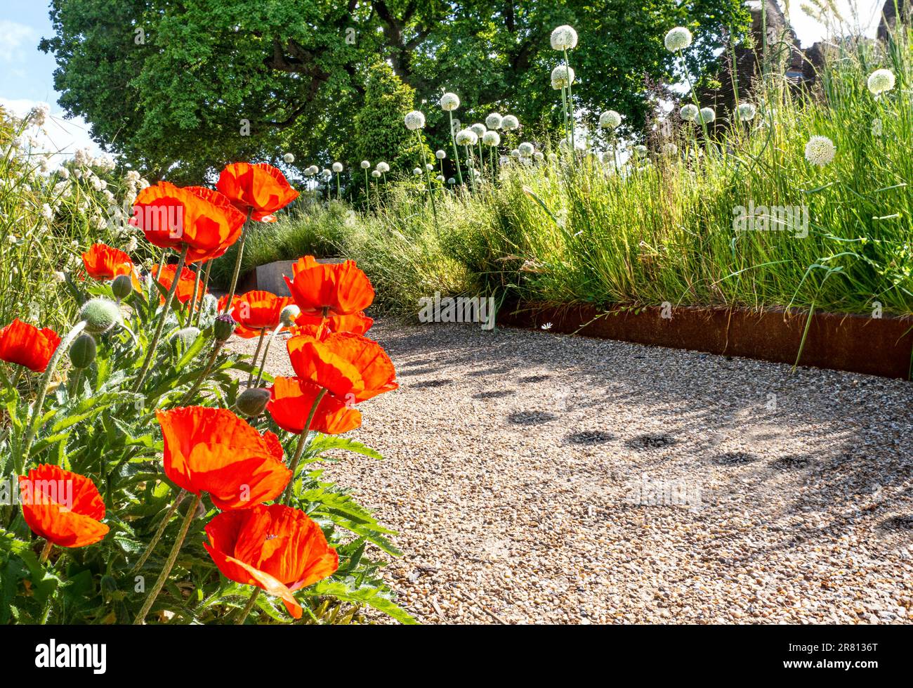 POPPY Papaver orientale oriental poppy bordering a gravel path, with ...