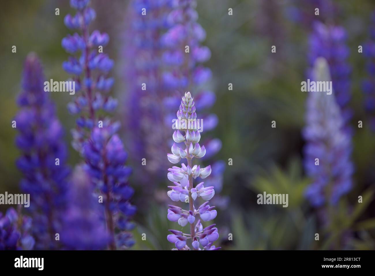 Lupinus polyphyllus. Lupin, field with purple and blue flowers ...