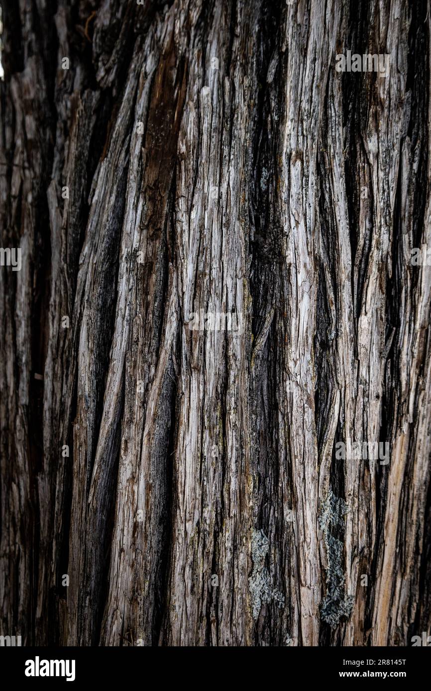 Intricate ridges hi-res stock photography and images - Alamy