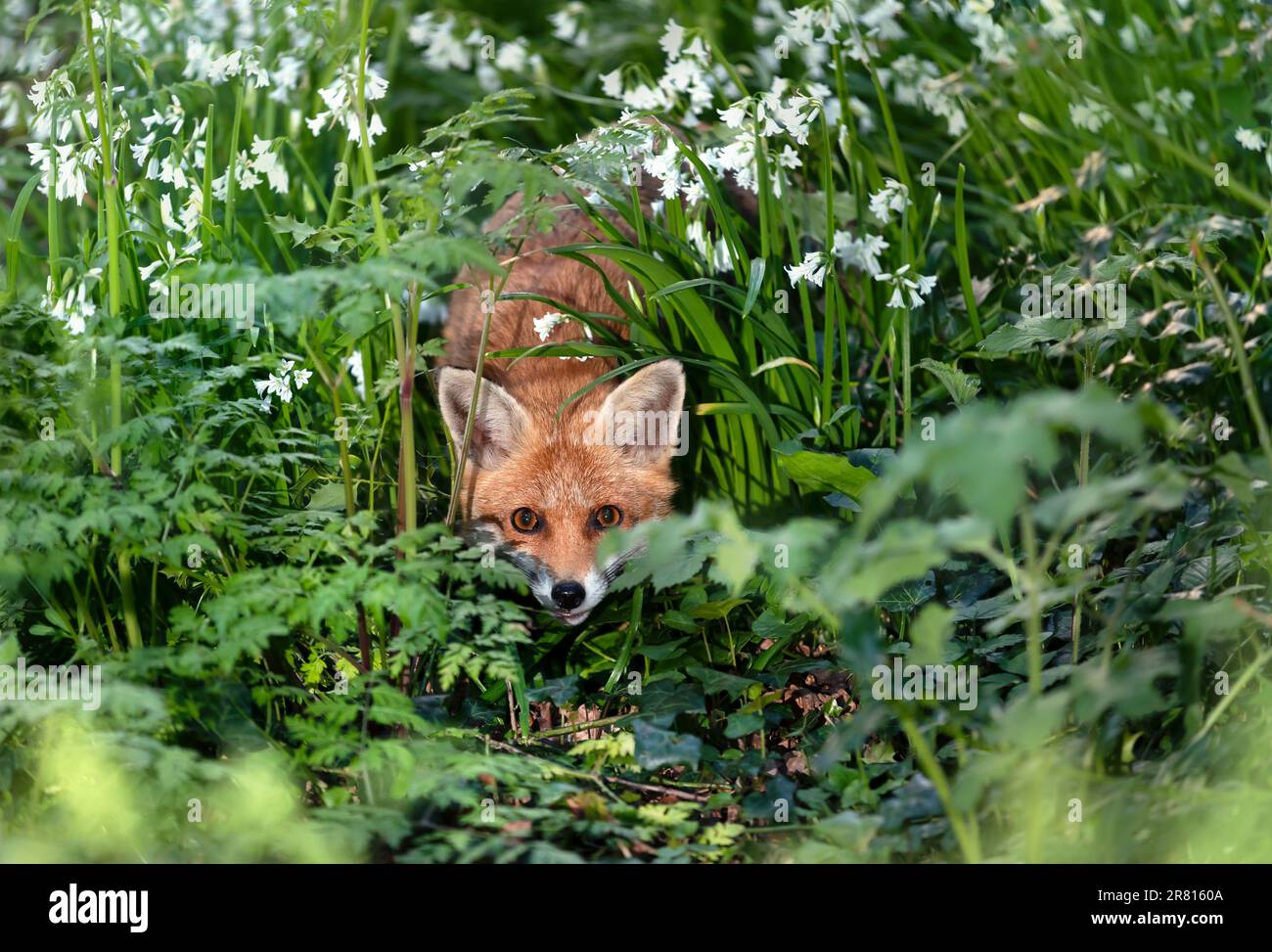 Red fox variety hi-res stock photography and images - Alamy