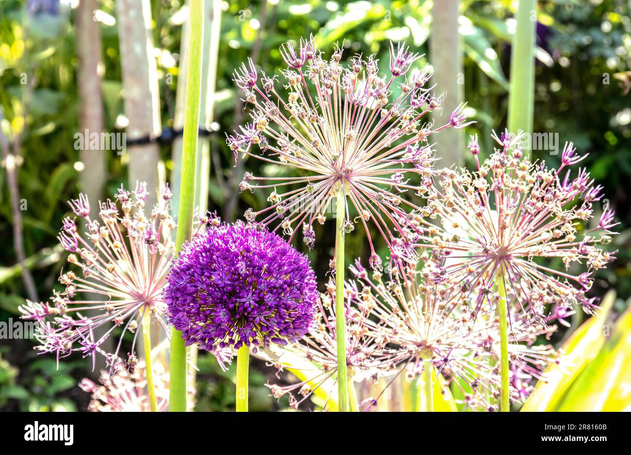 Allium seed heads hi-res stock photography and images - Alamy