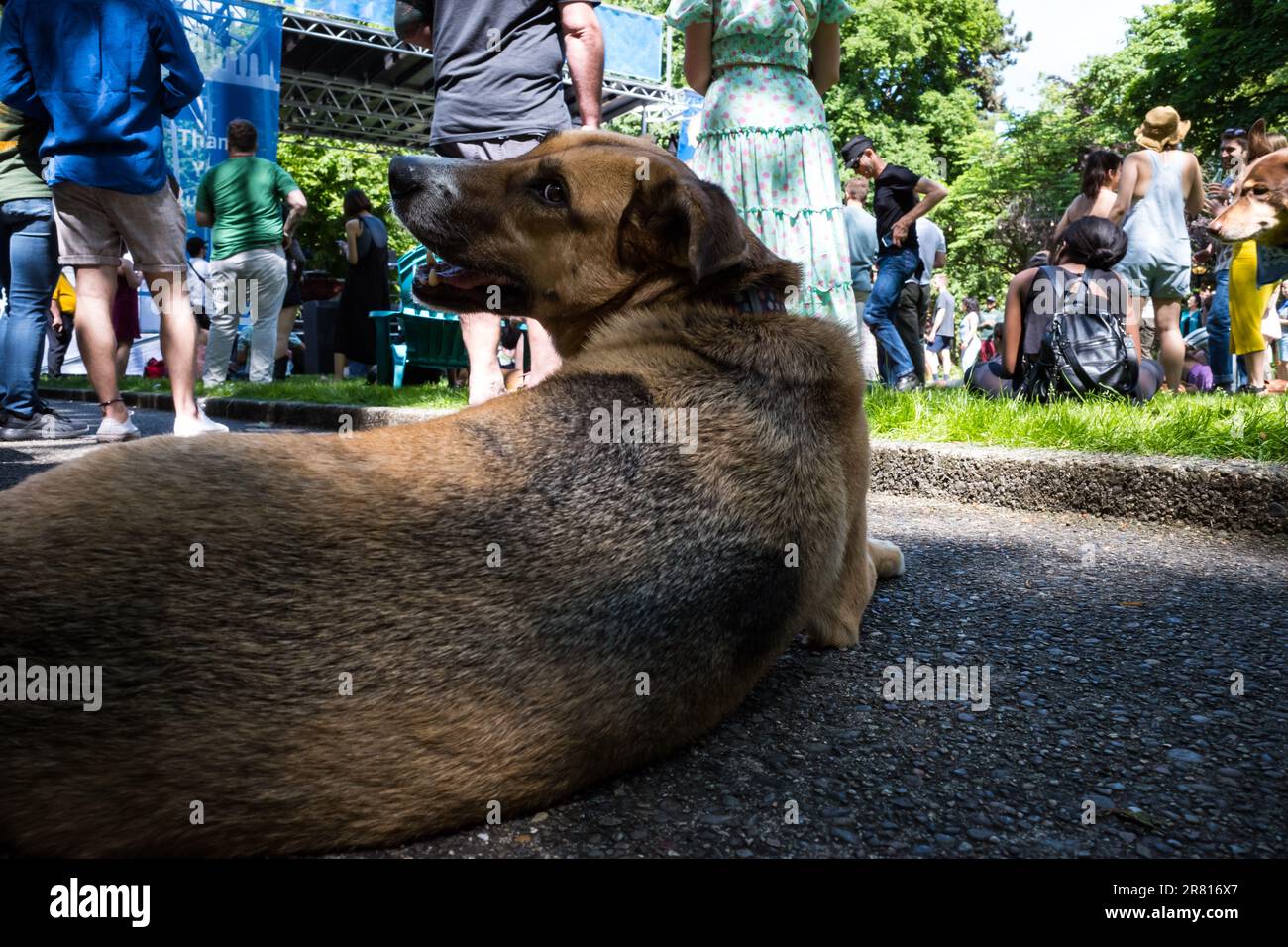 Seattle, USA. 20th May, 2023. Dog at Denny Park in South Lake Union ...