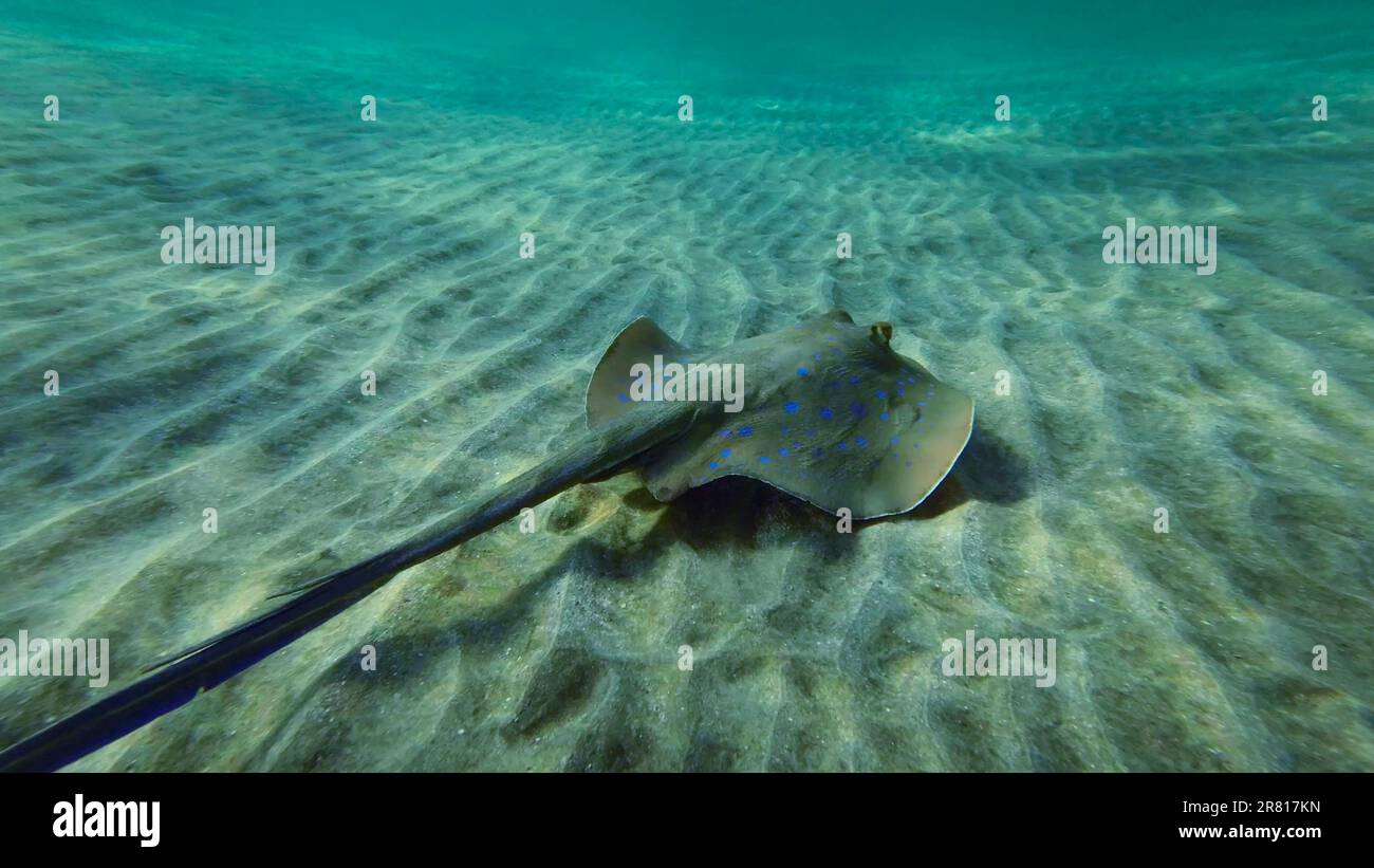 Back vieew of Stingray floating over seabed on sunny day.Blue spotted ...
