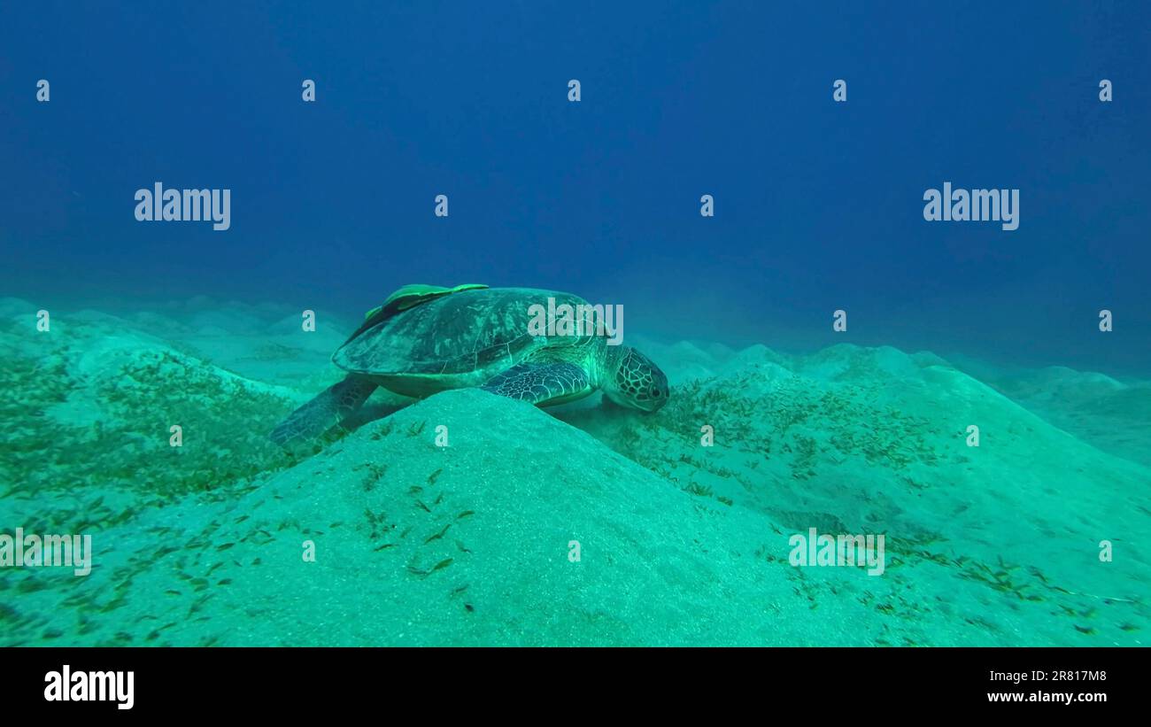 Wide-angle shot of Sea turtle grazing on the seaseabed, slow motion ...