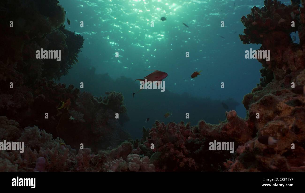 Silhouettes of tropical fish swims next to coral reef on surface water ...