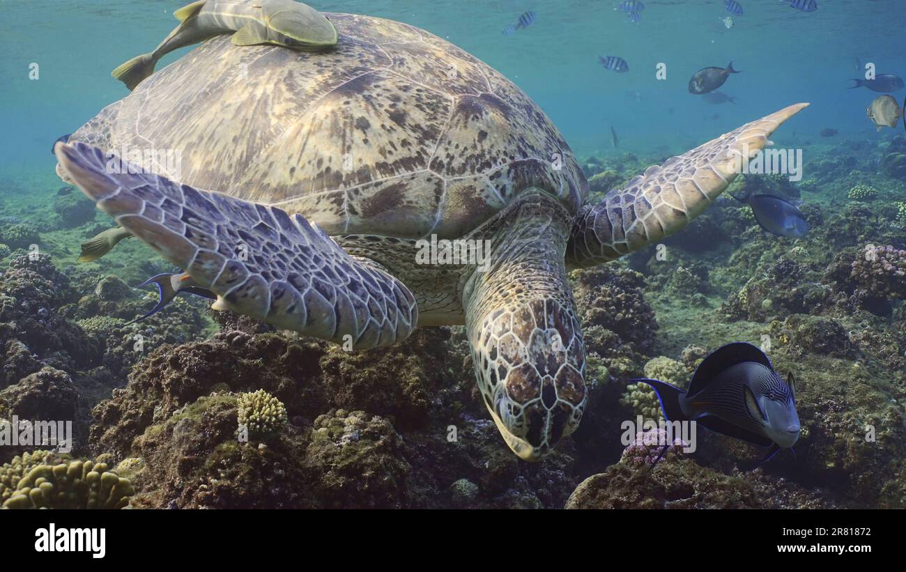 Front side of Great Green Sea Turtle (Chelonia mydas) eating brown ...