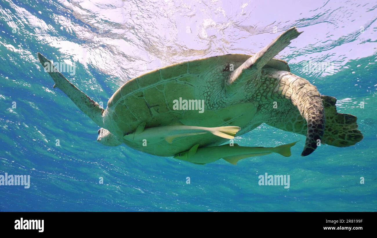 Bottom view, Old male Sea Turtle rest on the surface of water. Elderly ...