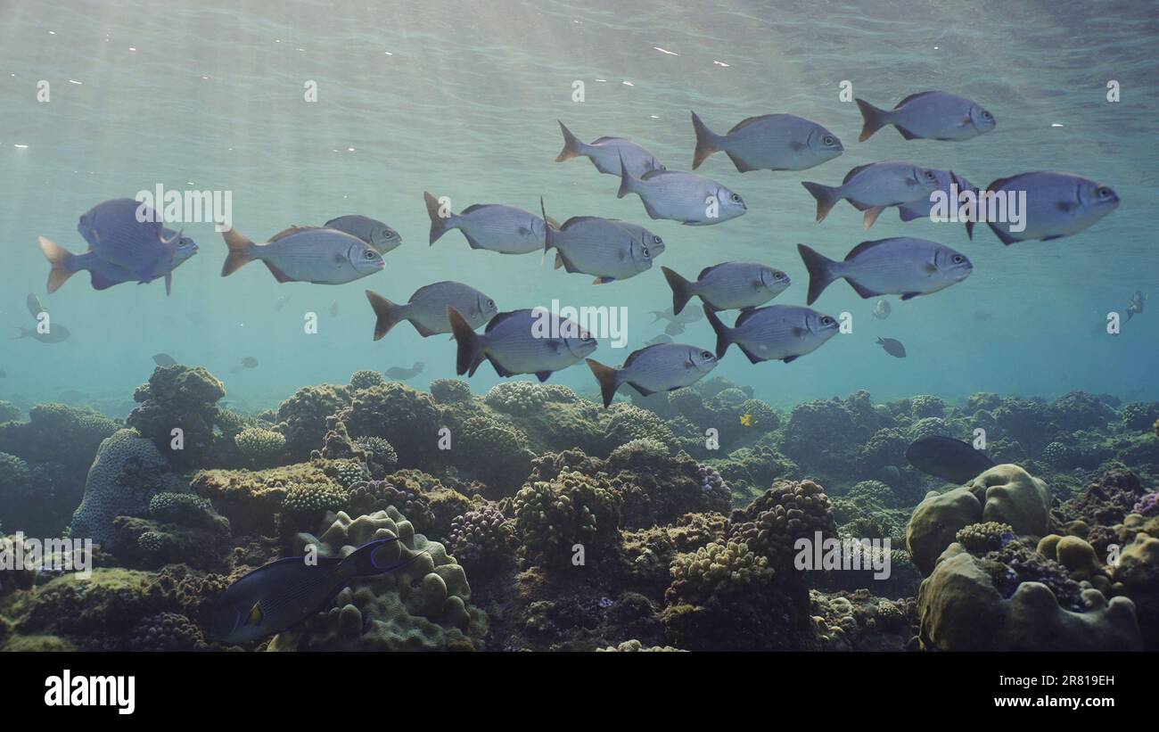 School fishes underwater sun beams and sun shine calming and relaxing ...