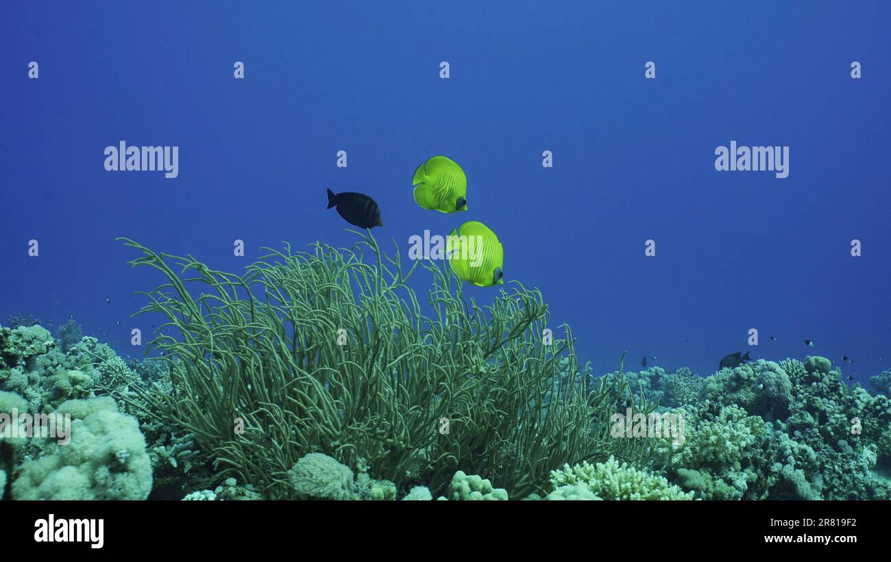 Pair bright yellow Butterfly fish floats near soft corals. Couple of ...