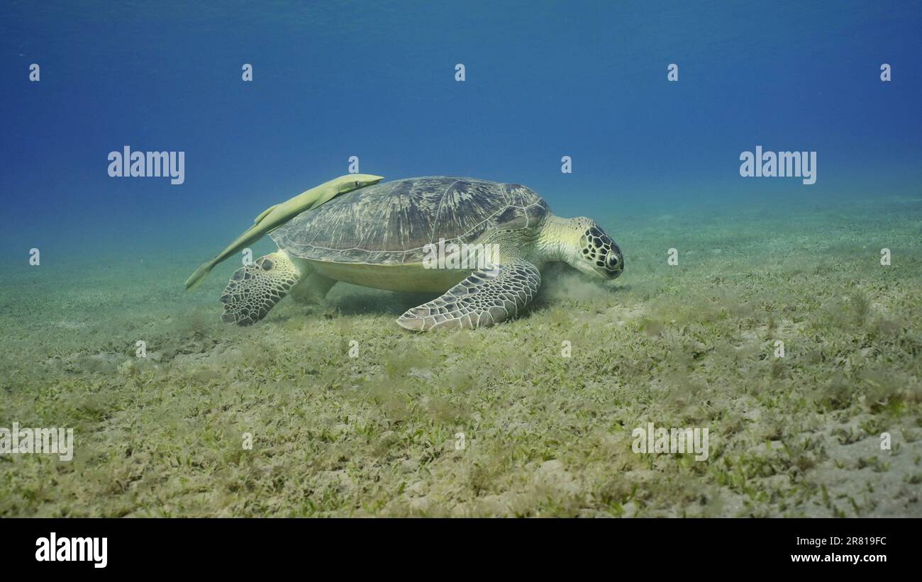 Wide-angle shot of Sea turtle grazing on the seaseabed, slow motion ...