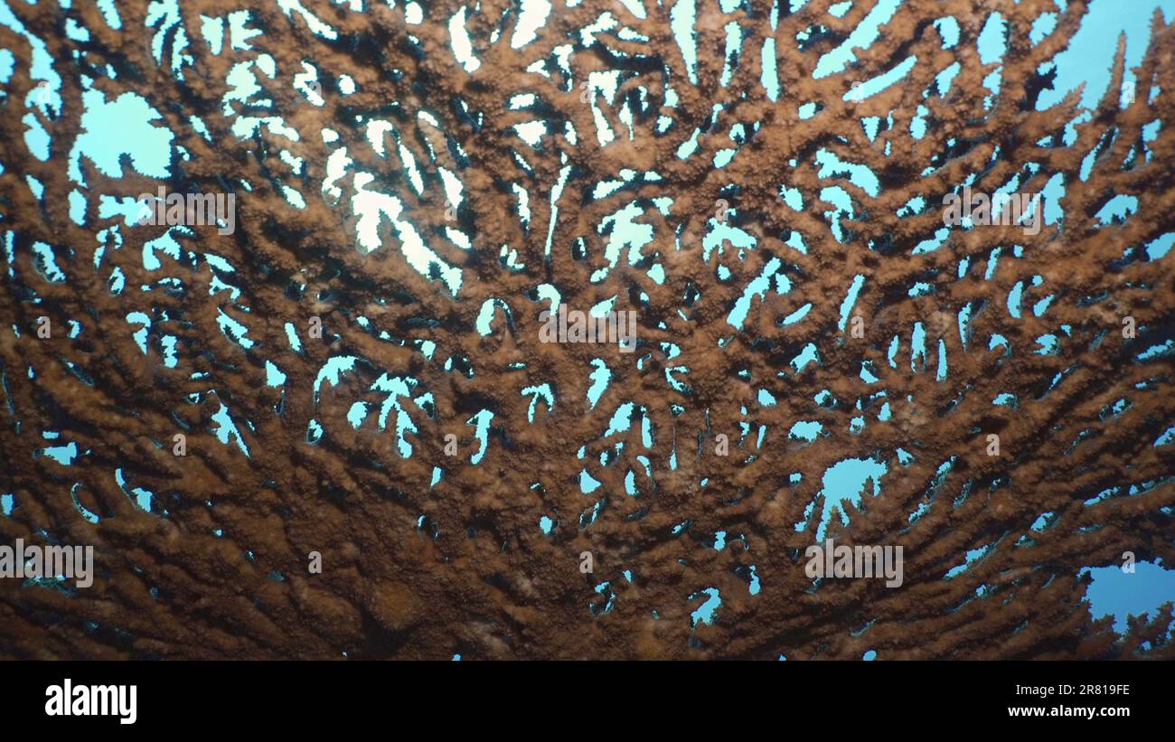 Texture and details of Table Coral, Slow motion, Bottom view. Hard ...