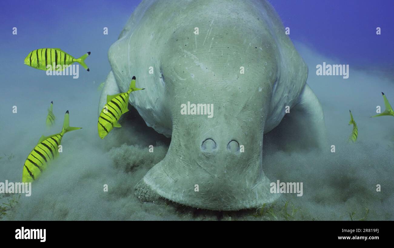 Frontal portrait of Sea Cow or Dugong (Dugong dugon) accompanied by ...