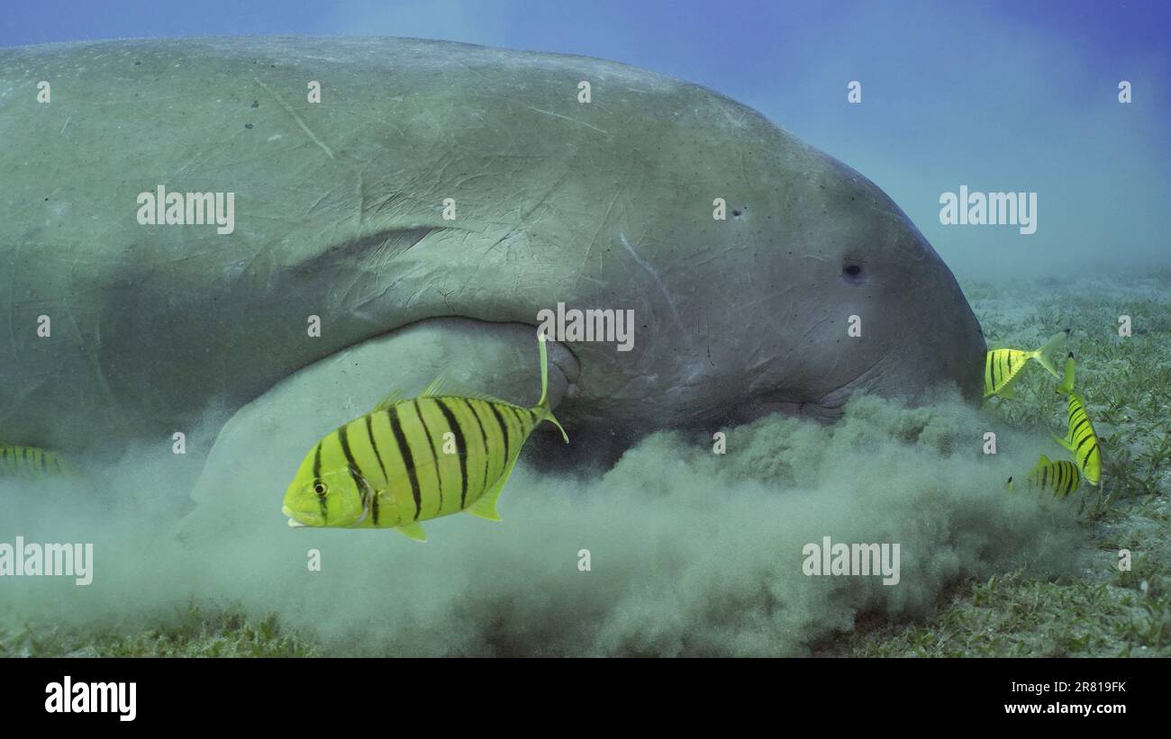 Close up of Sea Cow or Dugong (Dugong dugon) accompanied by school of ...