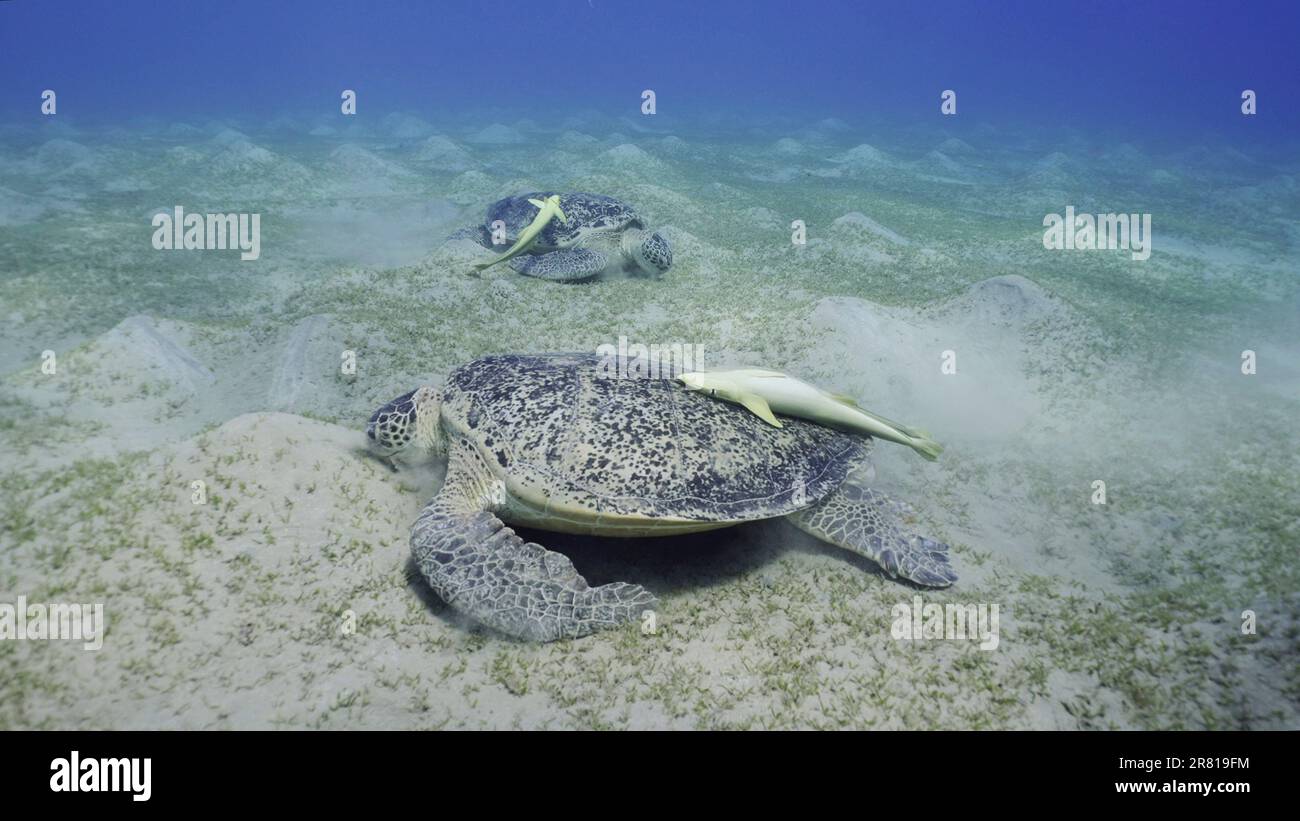 Two Sea turtles graze on the seabed eating green algae. Two Great Green ...
