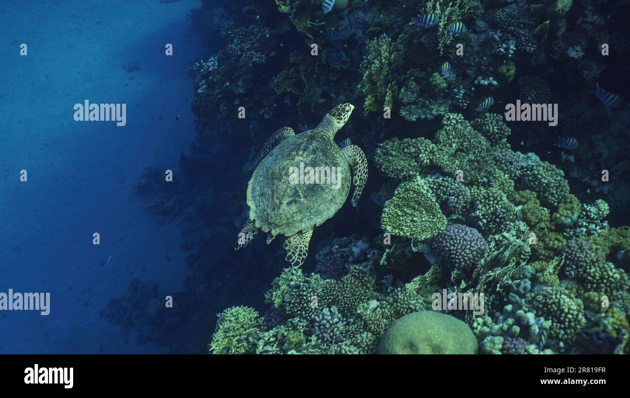 Top view of Hawksbill Sea Turtle or Bissa (Eretmochelys imbricata ...