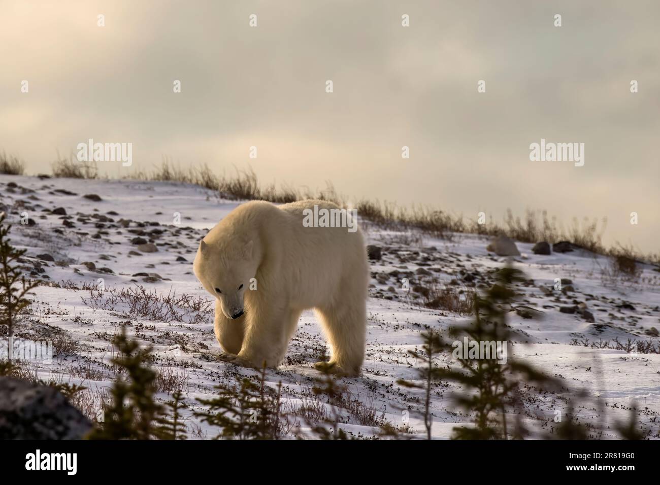 Polar bear prelude to attack, with head down and ears back, Hudson Bay ...
