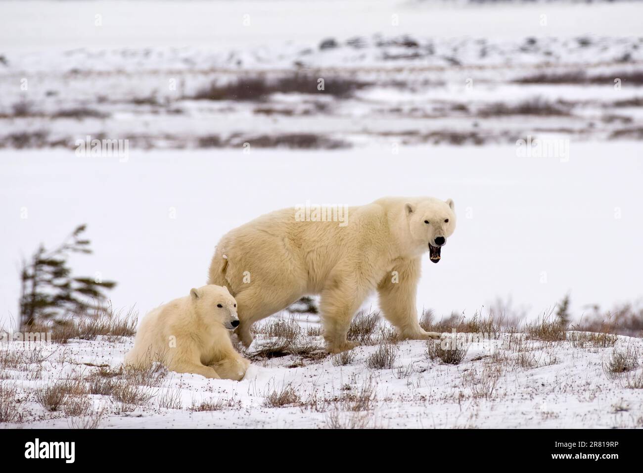 C'mon junior, time to get up, mother polar bear and cub, Hudson Bay ...
