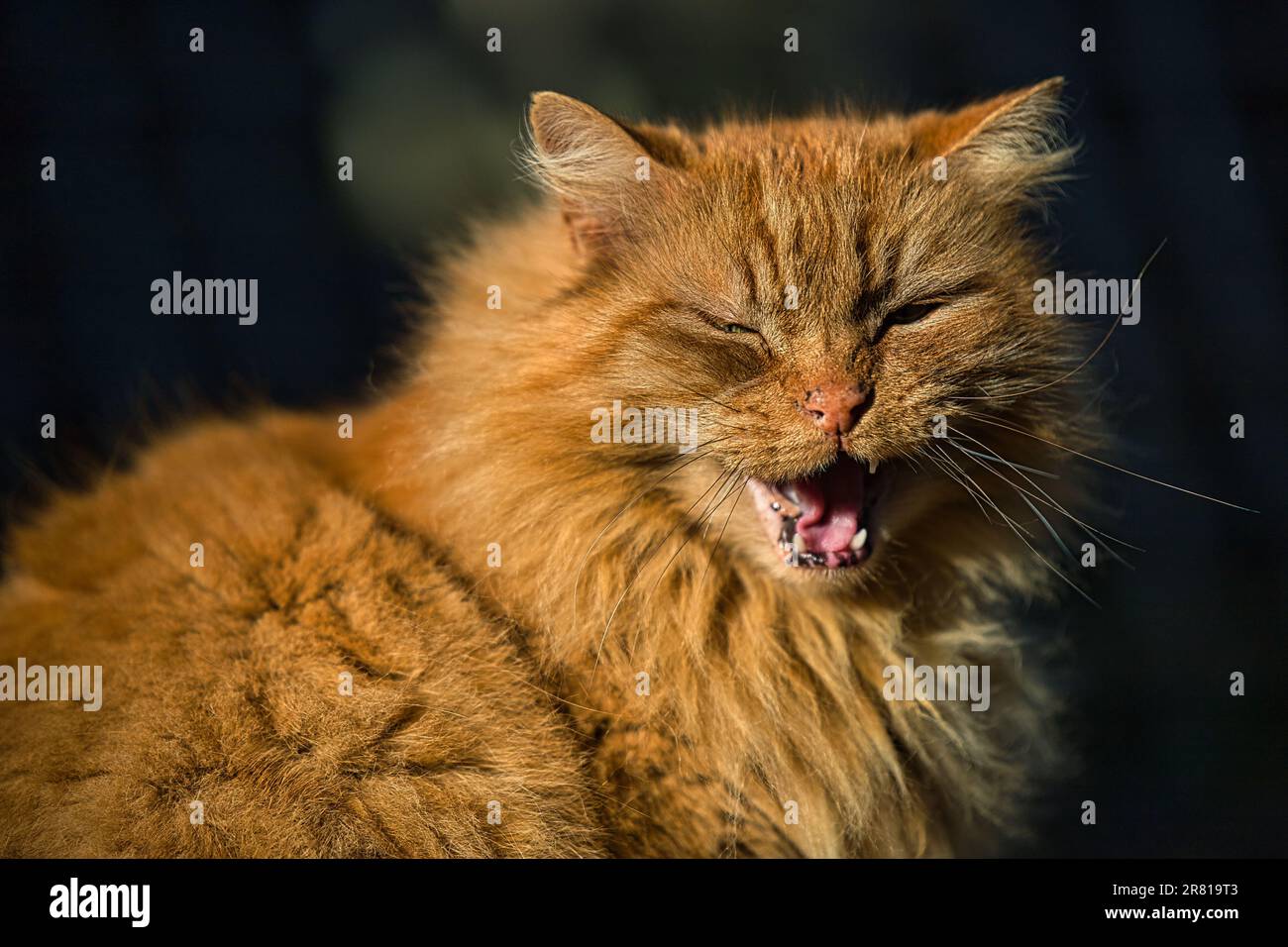 A handsome, ginger-colored cat with fur of various shades of orange is ...