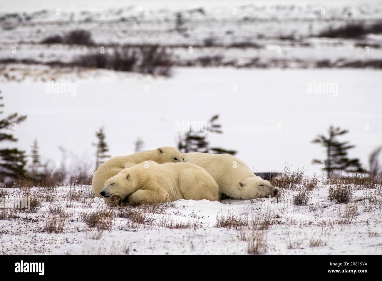 Two polar bears sleeping, one keeping watch, Hudson Bay, Churchill ...
