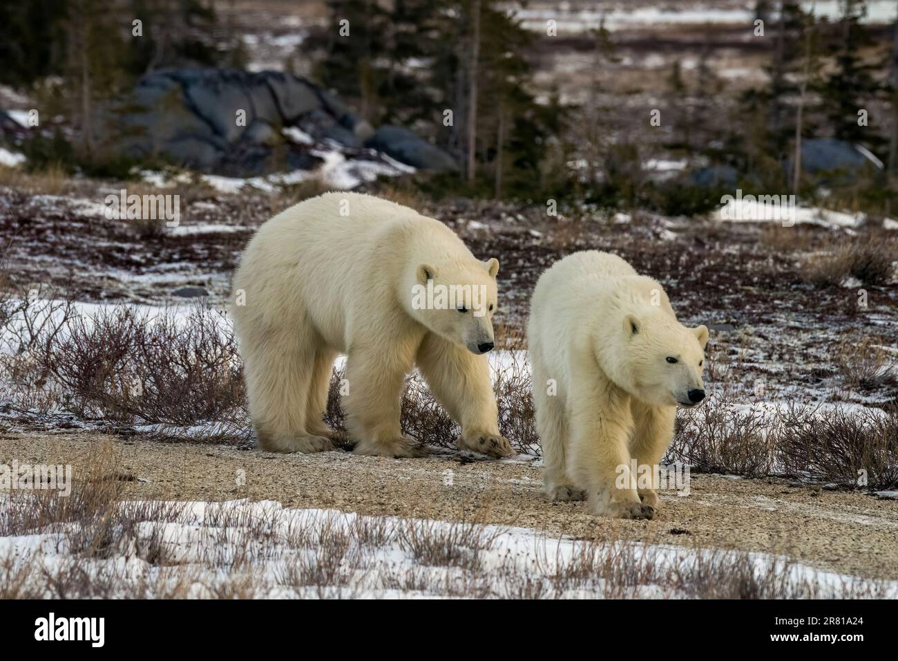 Pair of polar bear cubs, Bird Cove, Hudson Bay, Churchill, Manitoba ...