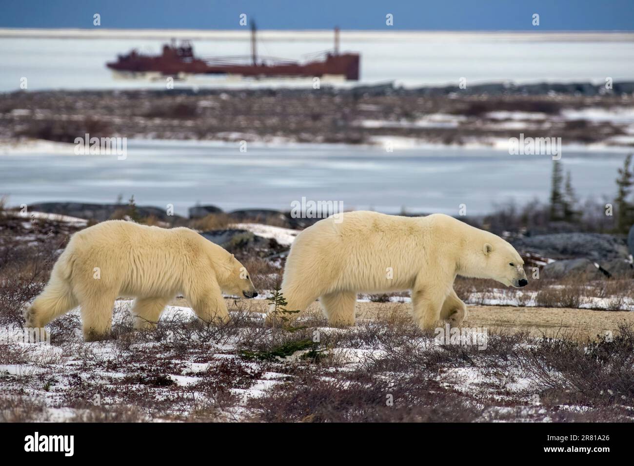 Mother polar bear and cub with SS Ithaca, Bird Cove, Hudson Bay ...