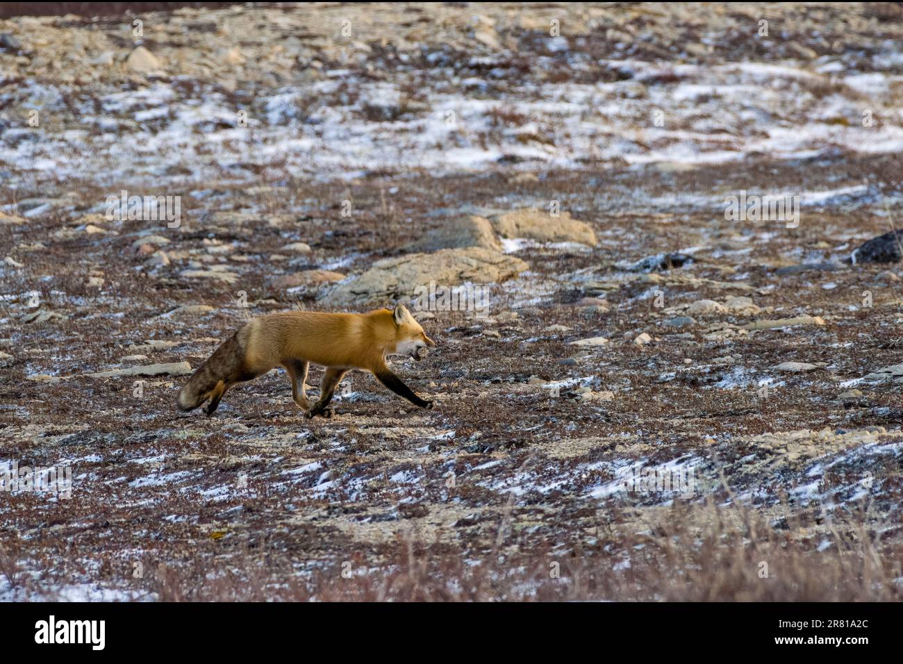 Red fox (Vulpes vulpes) with some scavanged food in his mouth ...