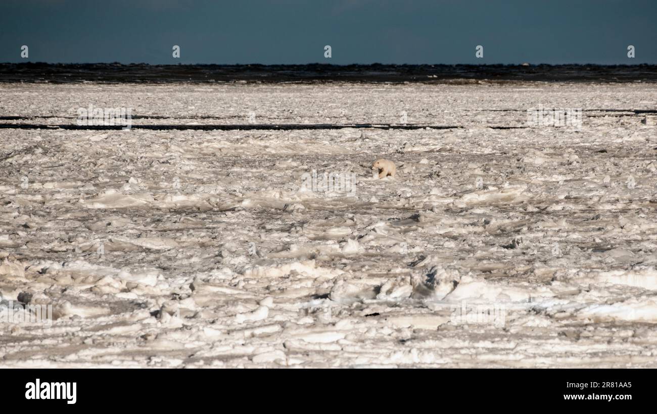 Large male polar bear navigating the shore fast ice, with open water ...