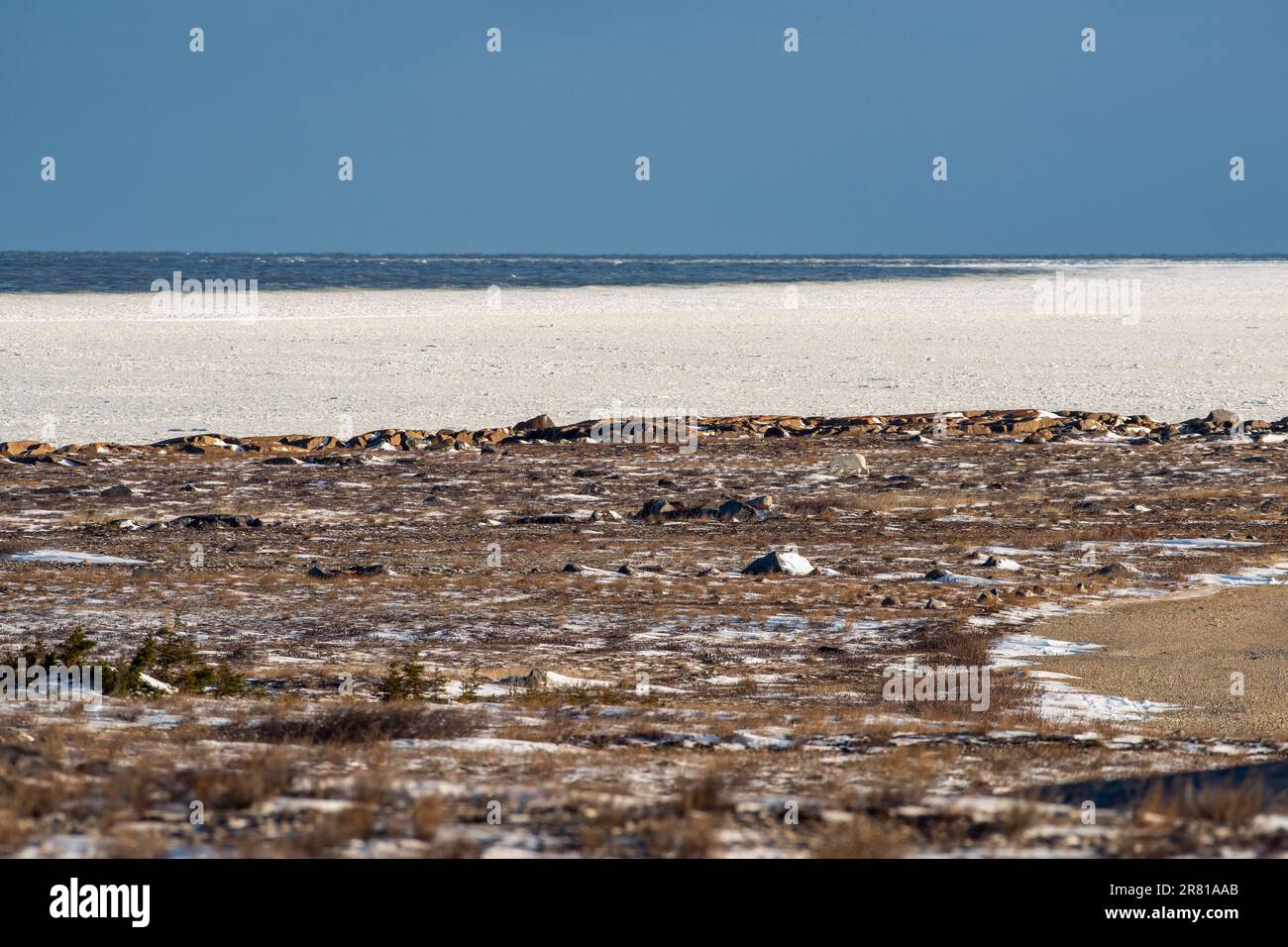 Male polar bear on shoreline next to the shorefast ice, with distant open water, Bird Cove ...