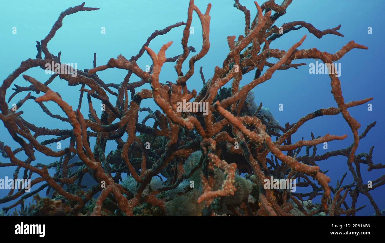 Red Sea, Egypt. 17th June, 2023. Coral reef covereg with bright Red ...