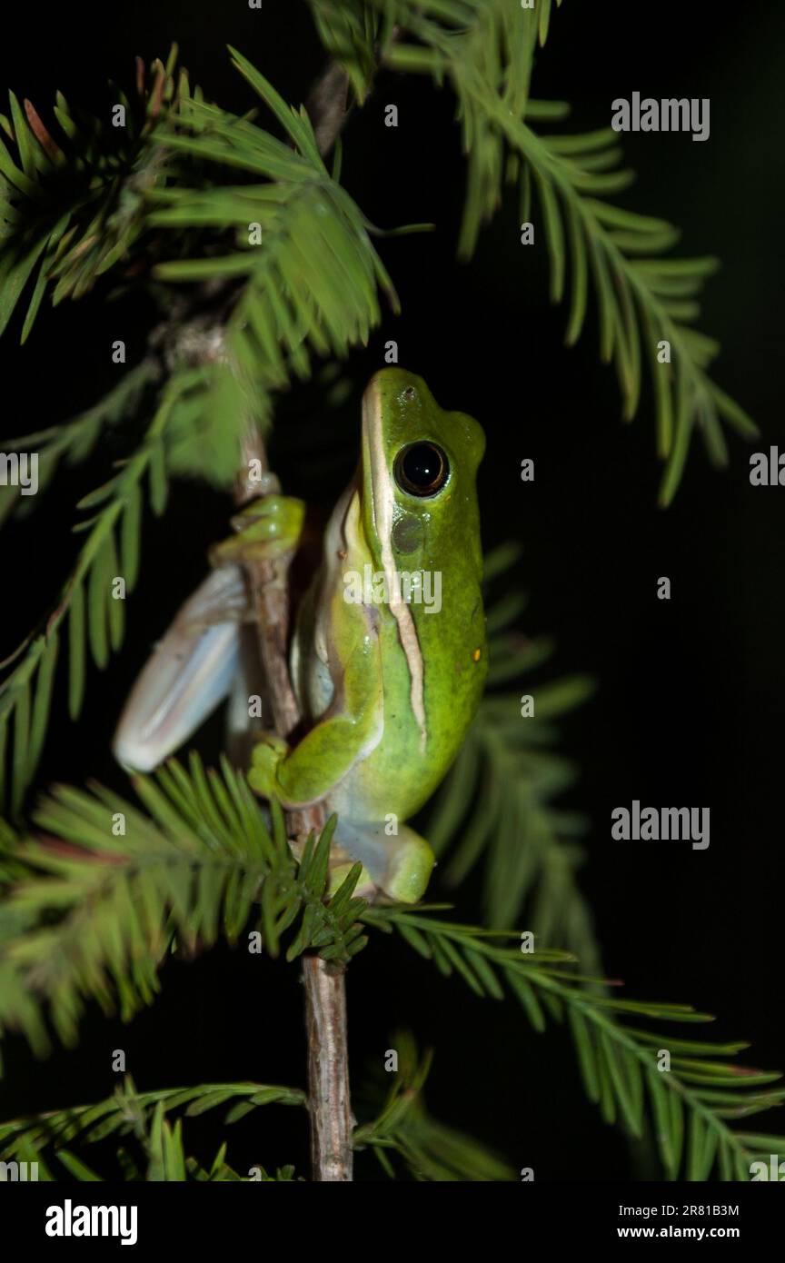 Saint Francisville, USA. 31 July, 2009. Tree frog at the Myrtles ...