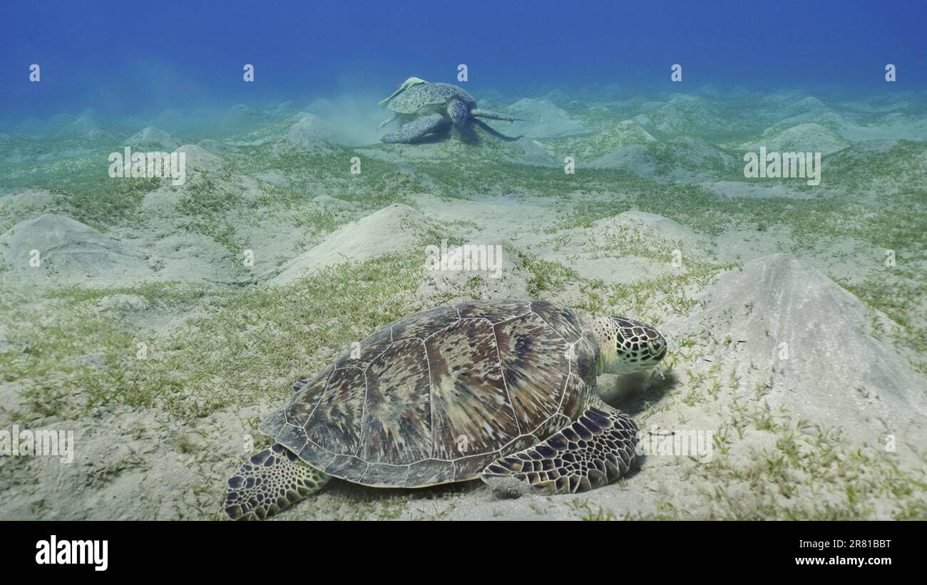 Red Sea, Egypt. 17th June, 2023. Two Sea turtles graze on the seabed ...