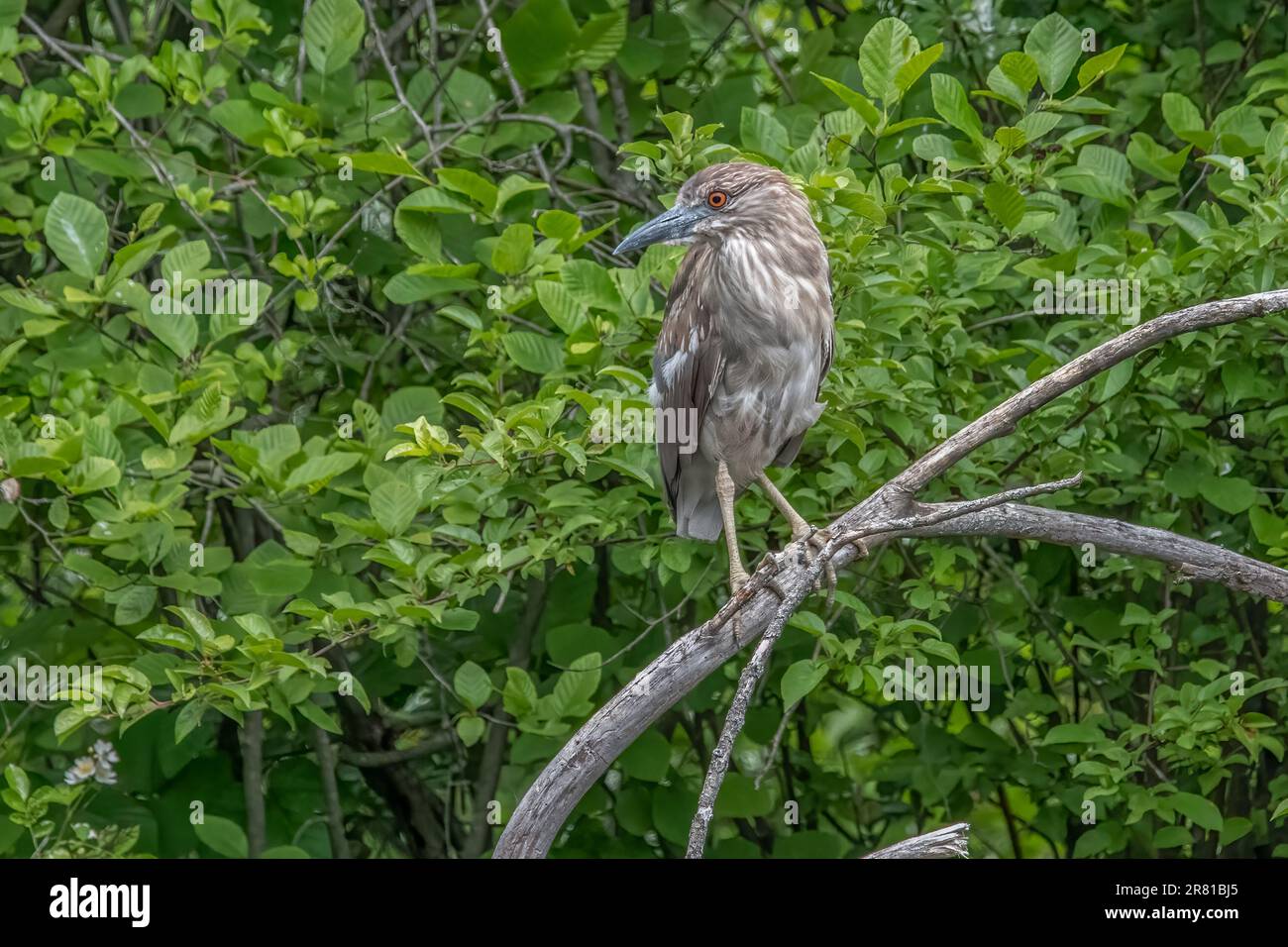 A juvenile black-crowned night heron on tree branch looking back toward ...