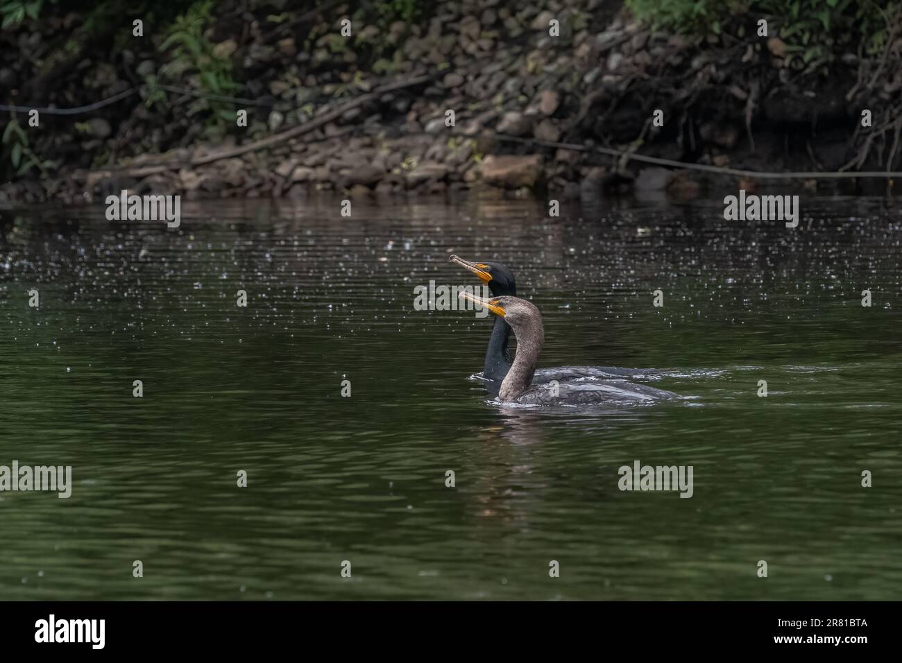 Pair of double-crested cormorants, male and female, swimming in unison ...
