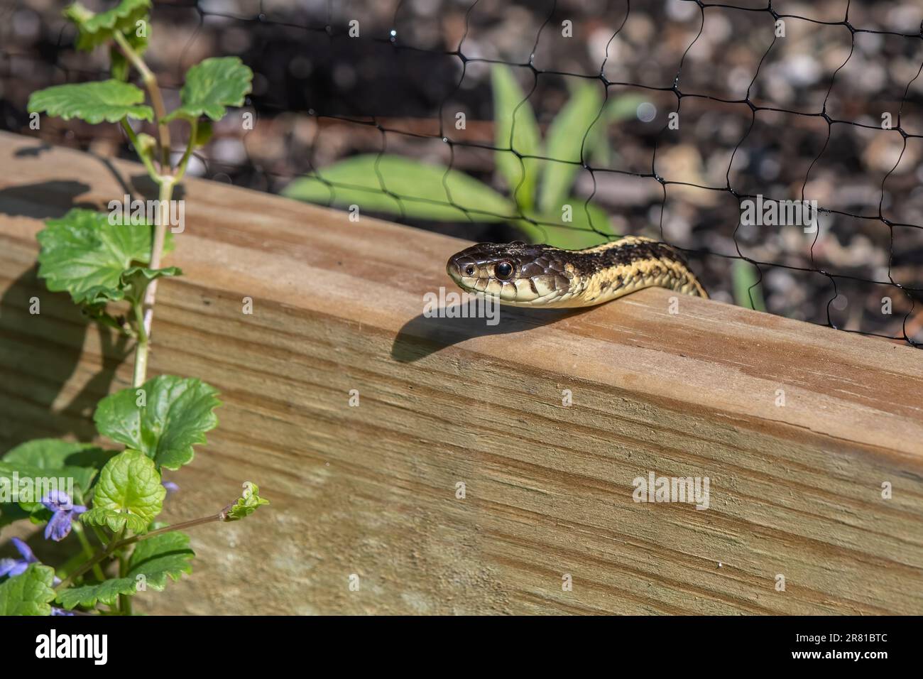 Eastern Garter snake peaking over wooden raised garden bed Stock Photo ...