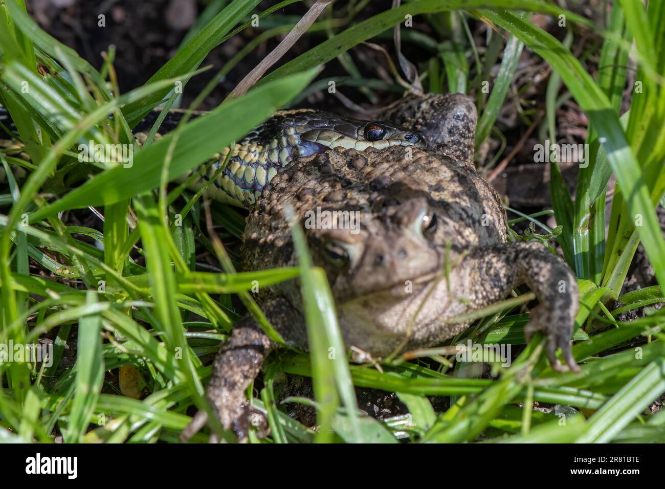 Eastern Garter Snake with american toad in mouth, snake is biting rear ...