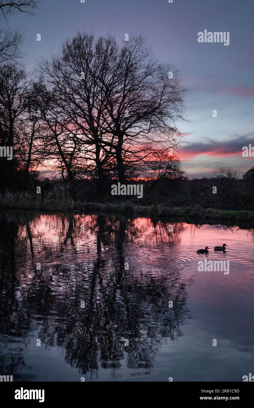 River Wey winter sunset dusk with pair of Mallard ducks heading for ...
