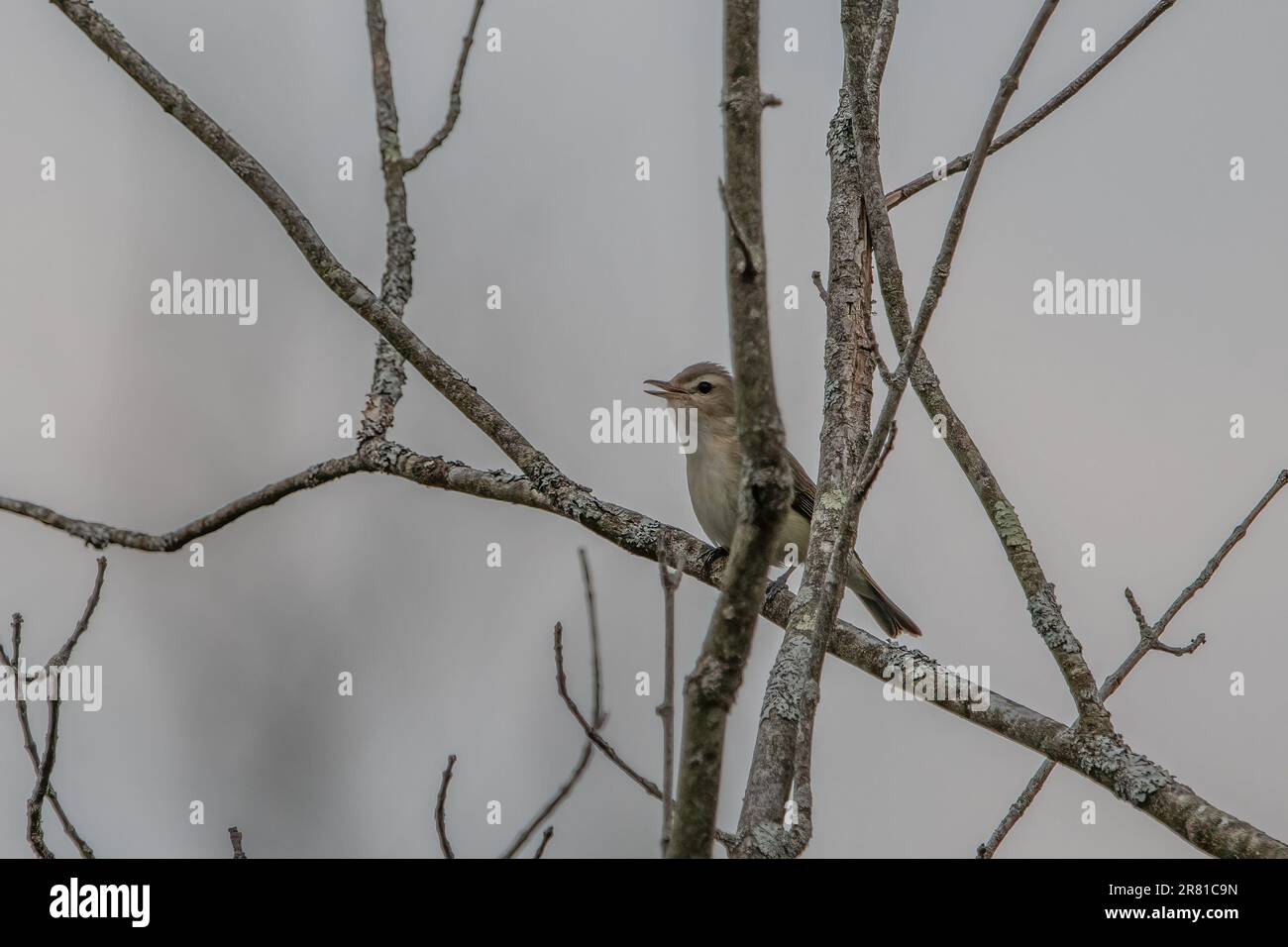 Warbling of birds hi-res stock photography and images - Alamy