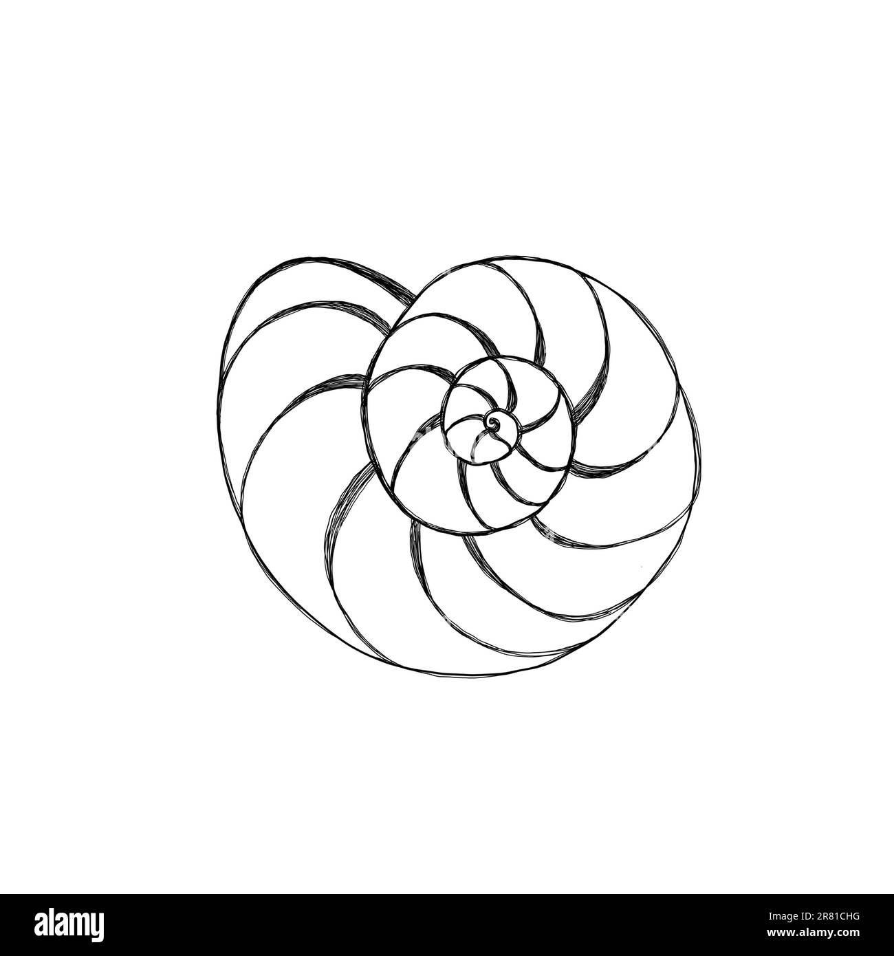 Line art illustration of a seashell. Shell tattoo idea. Hand drawn ...