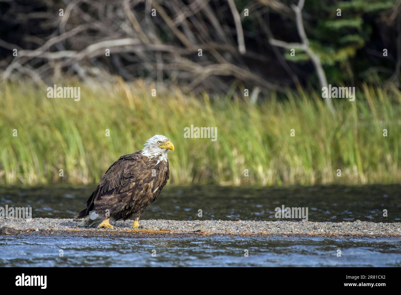 River gravel bar hi-res stock photography and images - Alamy