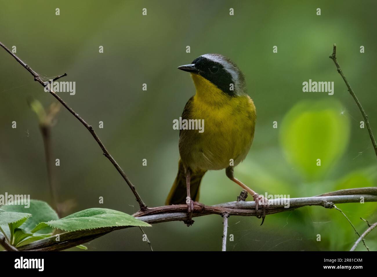 Common yellowthroat on small vine close-up front view of bird Stock ...