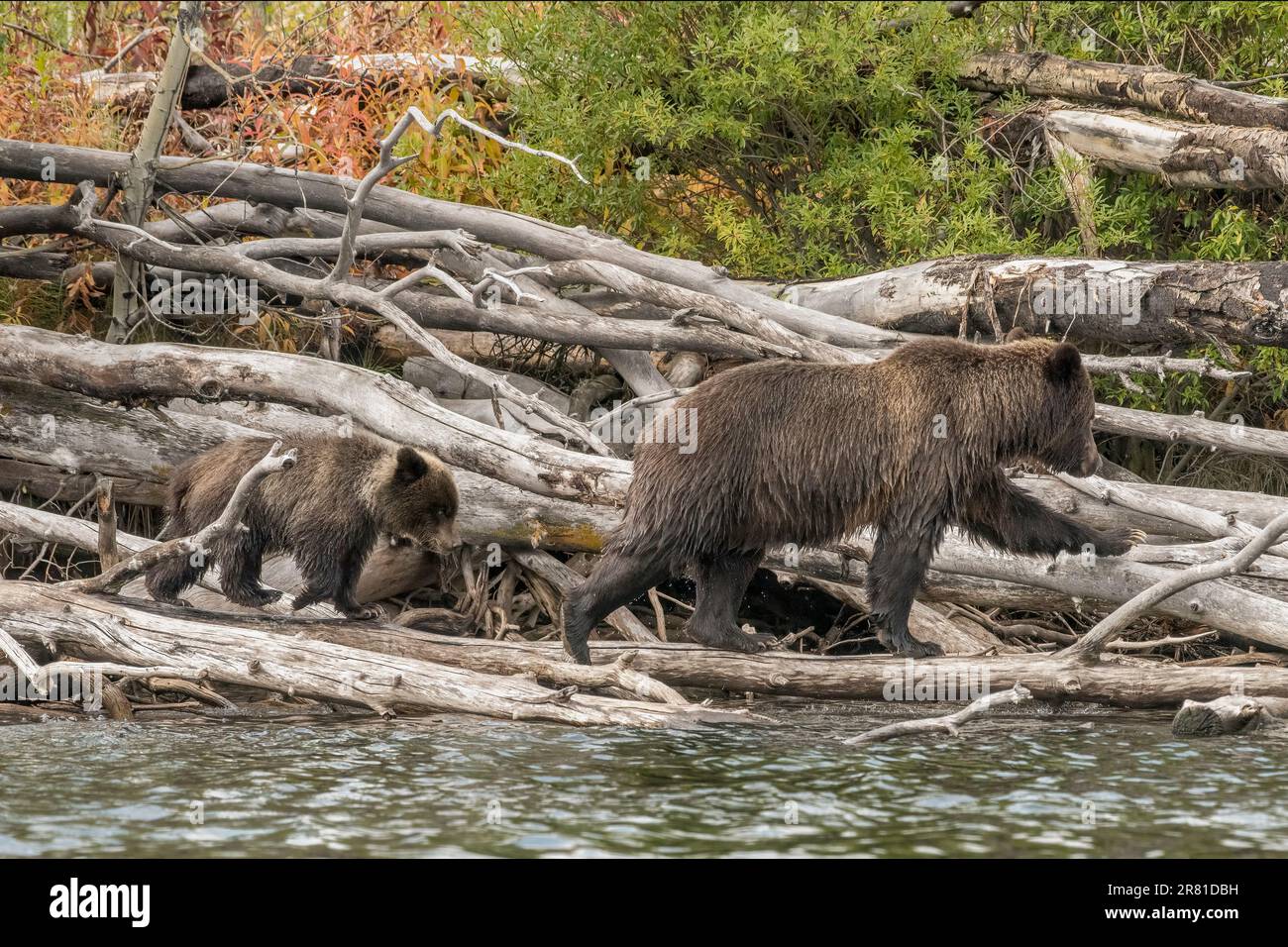 Grizzly cub following its mother across fallen logs on the river bank ...