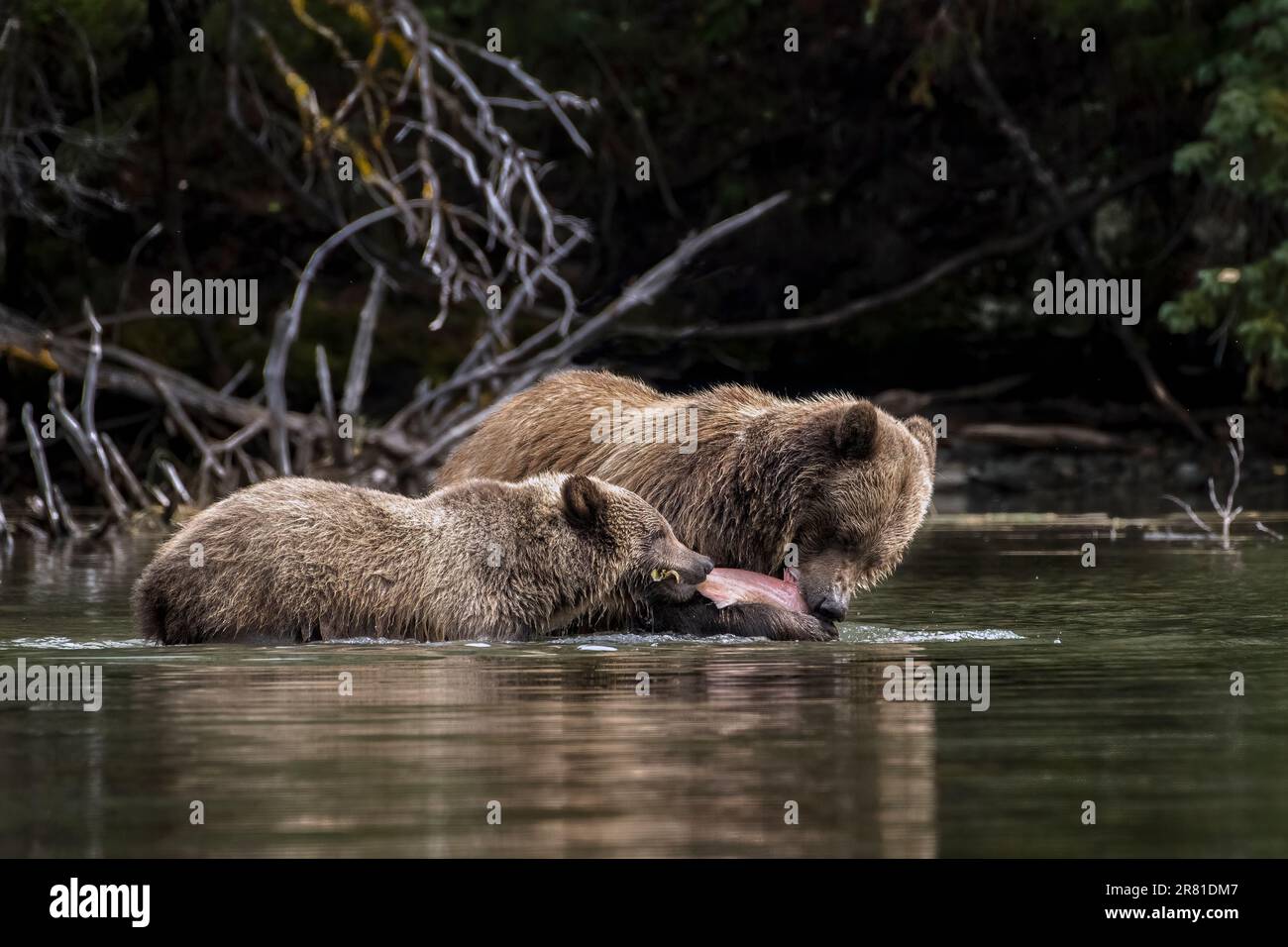 Grizzly cub in the water hanging onto the tail of its mom's salmon ...