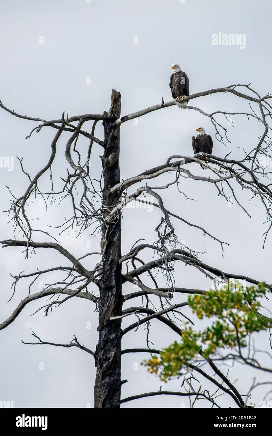 Eagles in pair hi-res stock photography and images - Alamy