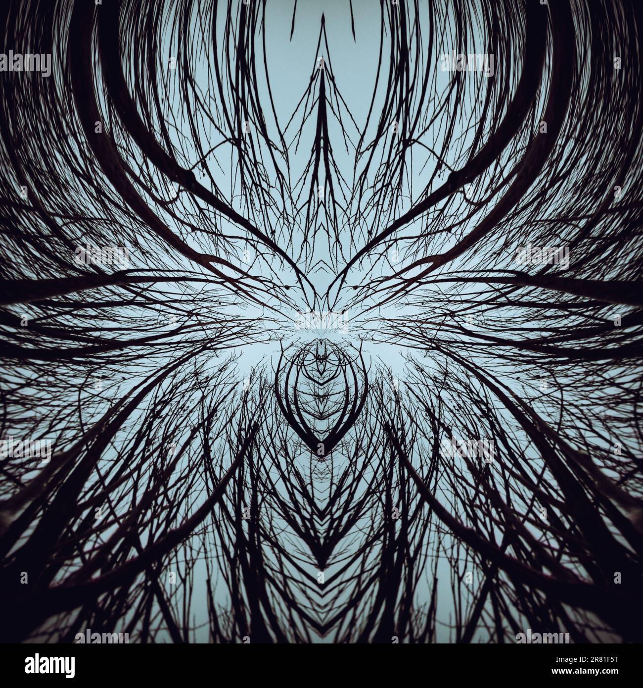 symmetrical abstract illustration - impenetrable forest, tops of black ...