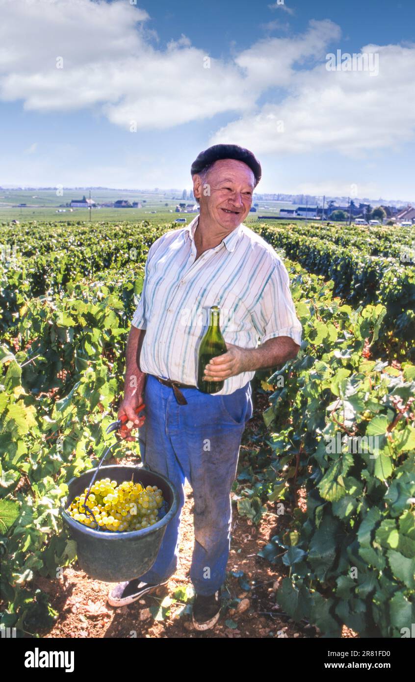 FRENCH HARVESTER CHARACTER BERET CHARDONNAY HAPPY GRAPE HARVEST BUCKET ...