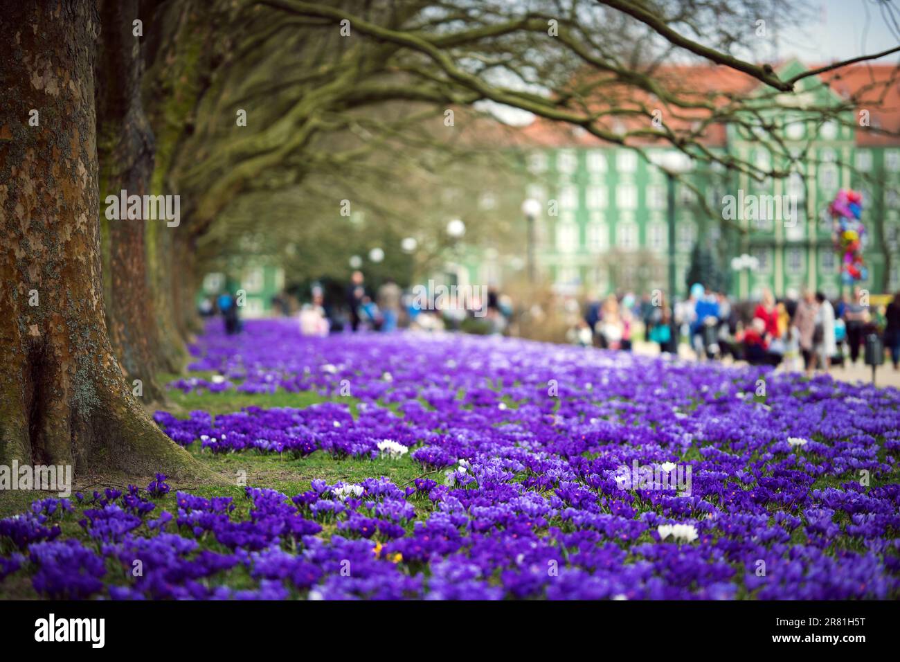 Poland, Szczecin - Polish spring, blooming crocuses, purple flowers in ...